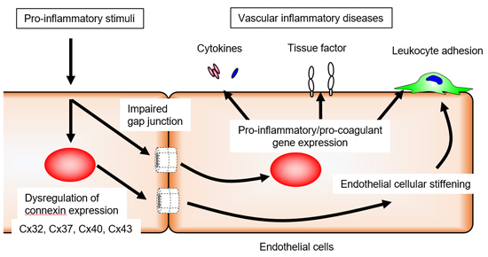 Ijms Free Full Text The Role Of Gap Junction Mediated Endothelial