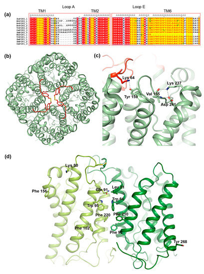 Aquaporin Protein-Protein Interactions