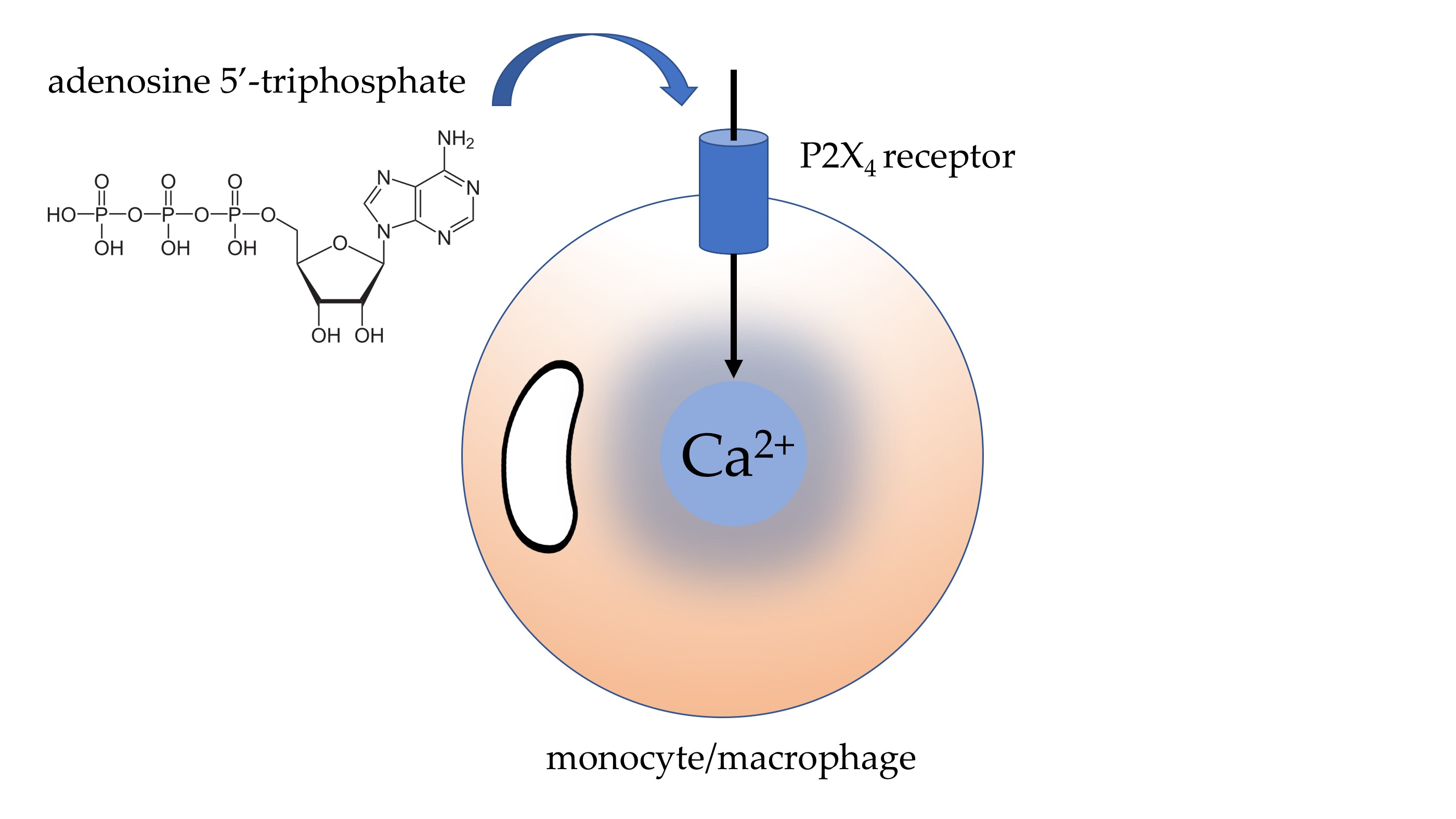 IJMS | Free Full-Text | P2X4 Receptor-Dependent Ca2+ Influx in Model ...