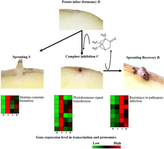 IJMS | Free Full-Text | Comparative Morphology, Transcription, and ...