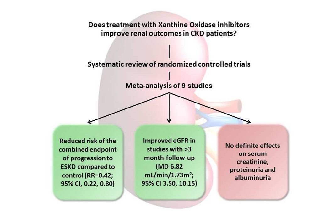 IJMS | Free Full-Text | Xanthine Oxidase Inhibitors for Improving Renal ...
