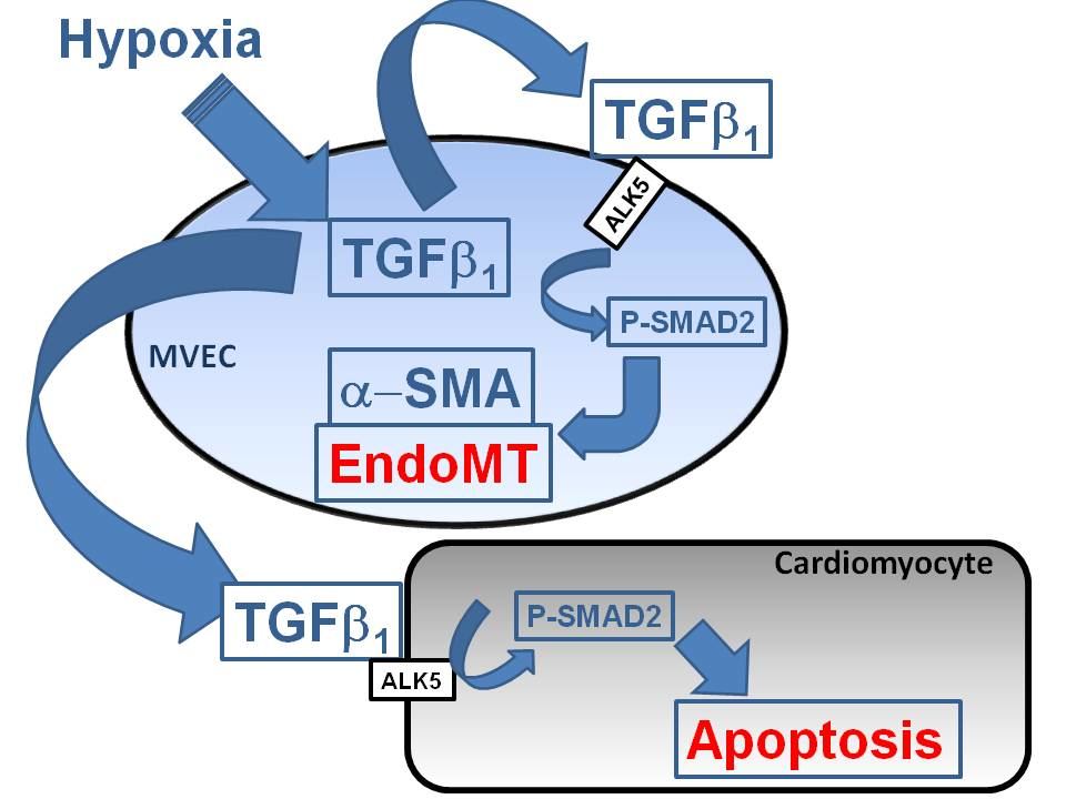 IJMS | Free Full-Text | Endothelial Mesenchymal Transition in Hypoxic Microvascular Endothelial ...
