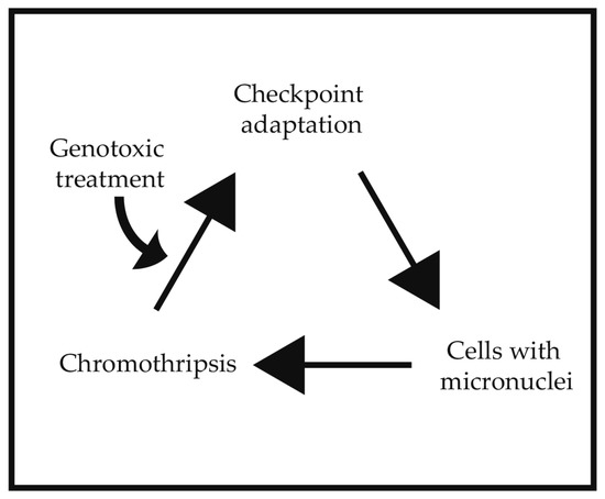 G2/M-Phase Checkpoint Adaptation and Micronuclei Formation as ...