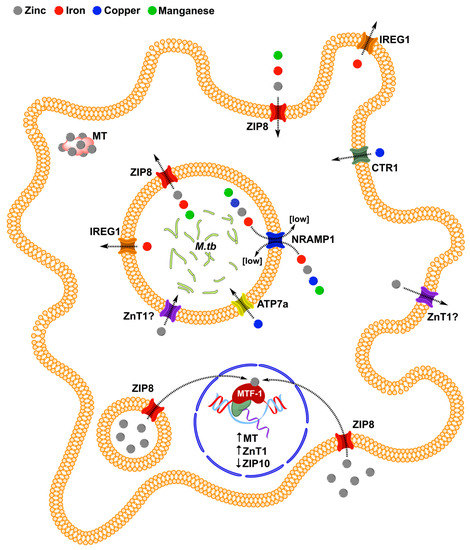 IJMS | Free Full-Text | Elemental Ingredients in the Macrophage ...
