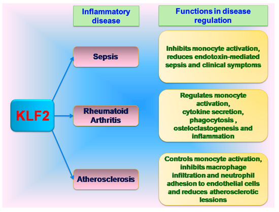 KLF2 in Regulation of NF-κB-Mediated Immune Cell Function and Inflammation