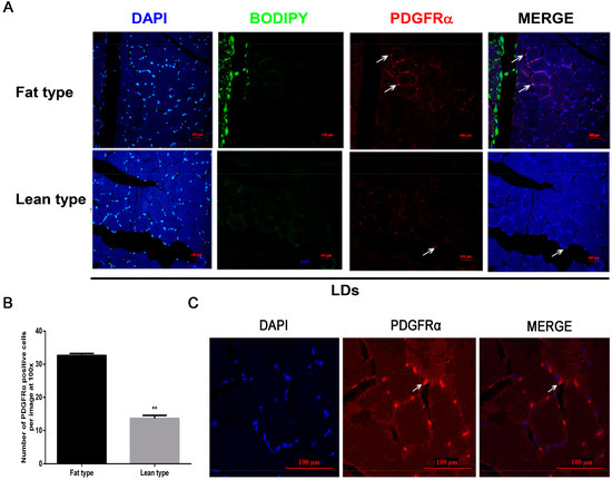 IJMS | Free Full-Text | PDGFRα Regulated by miR-34a and FoxO1 Promotes ...