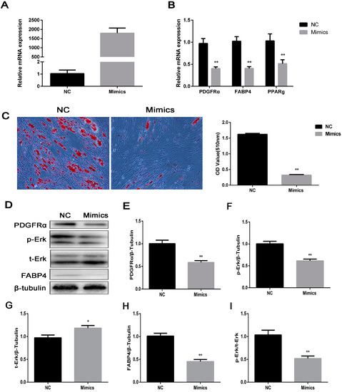 IJMS | Free Full-Text | PDGFRα Regulated by miR-34a and FoxO1 Promotes ...