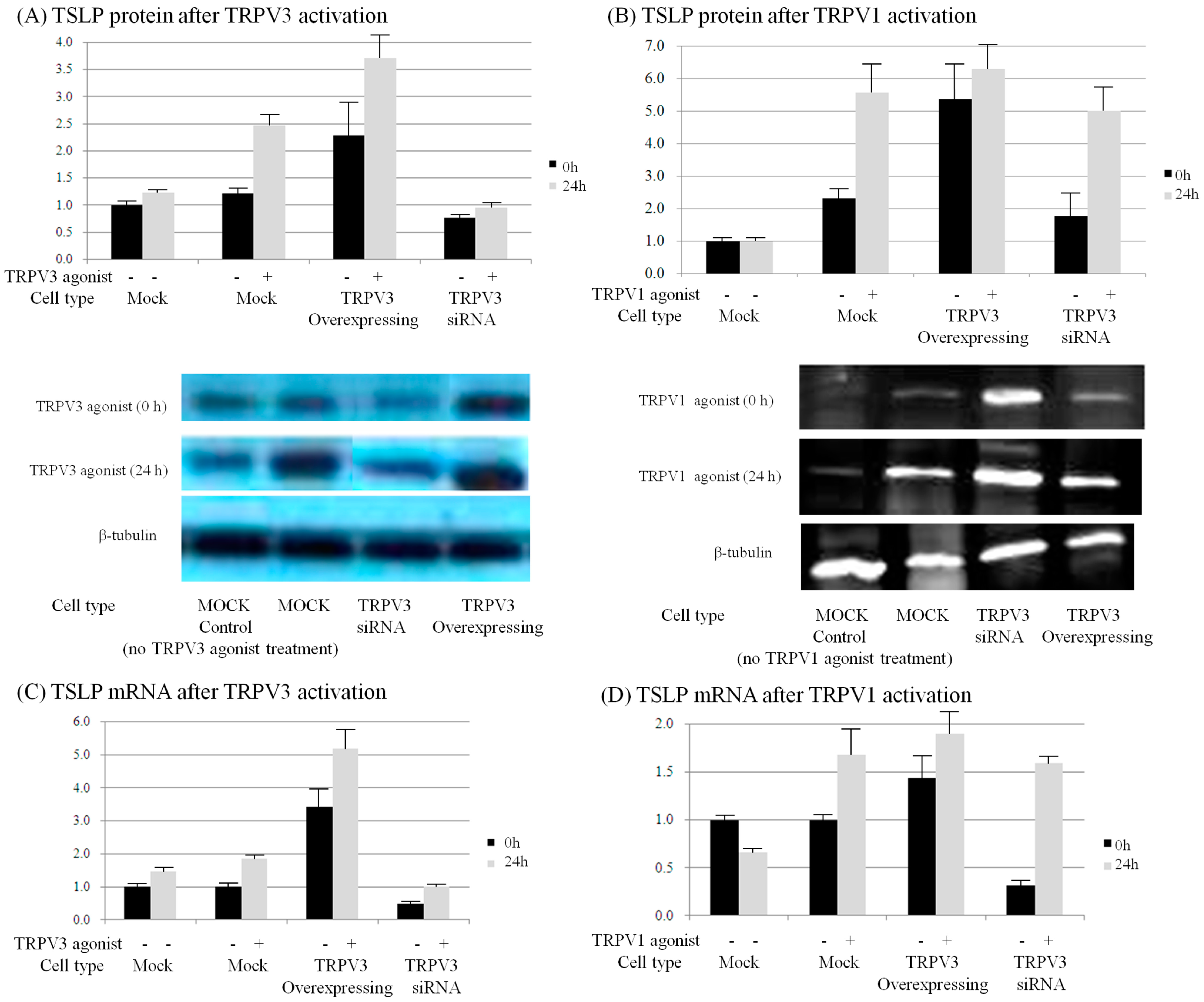 TRPV3 Channel in Keratinocytes in Scars with Post-Burn Pruritus