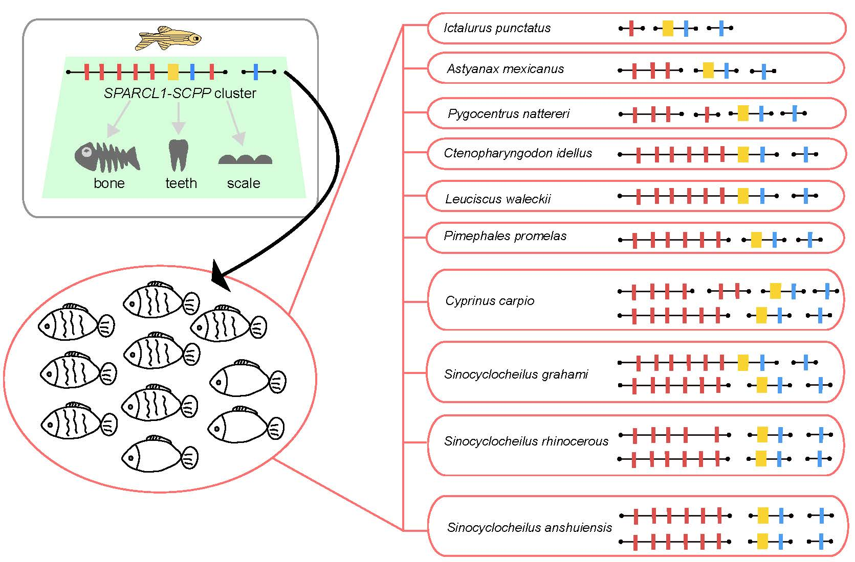 IJMS | Free Full-Text | A Genomic Survey of SCPP Family Genes in Fishes ...