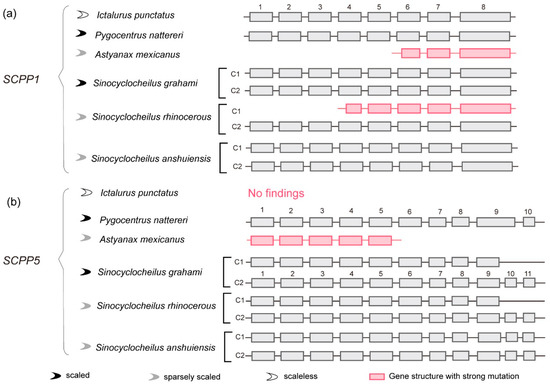 A Genomic Survey of SCPP Family Genes in Fishes Provides Novel Insights ...