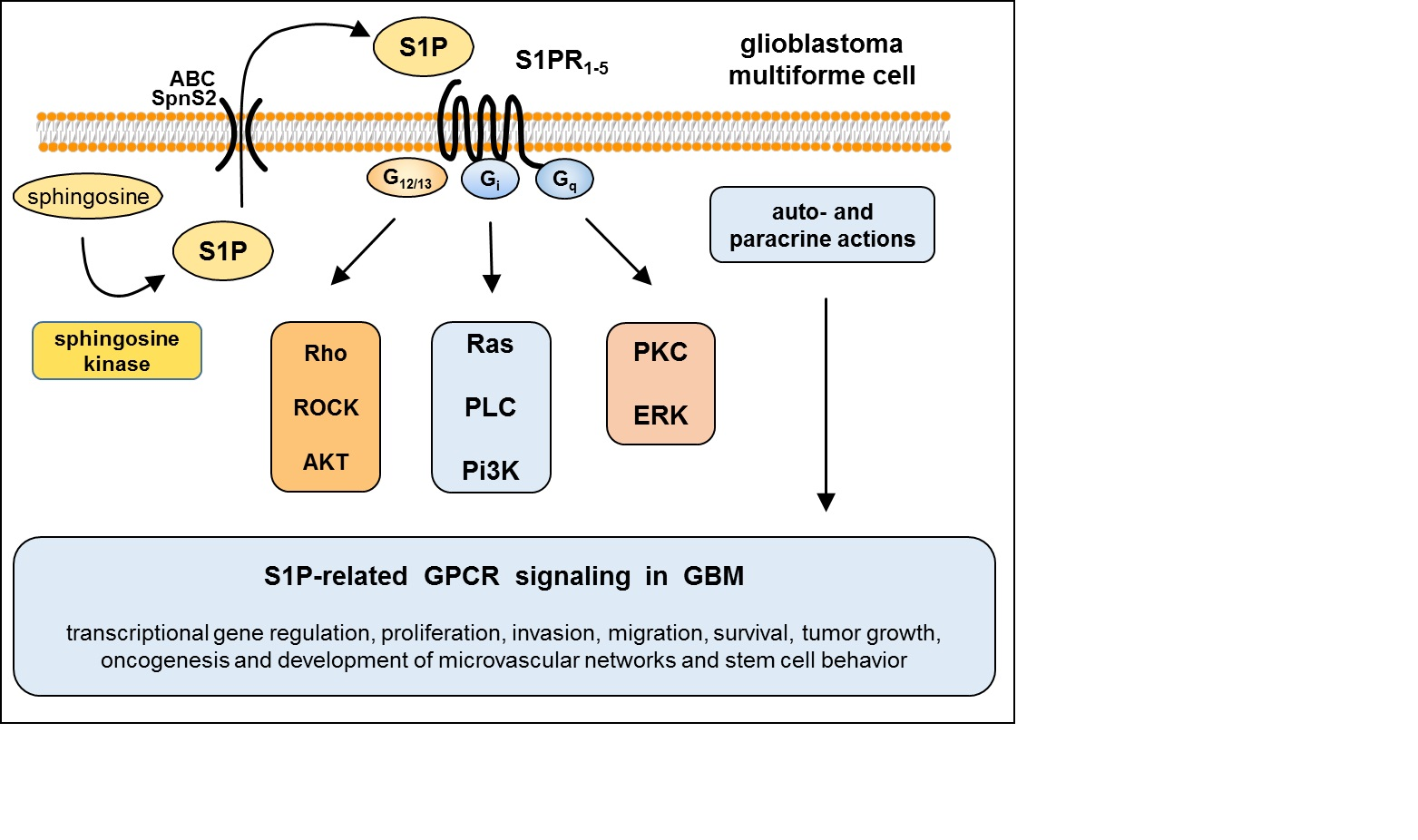 IJMS | Free Full-Text | Sphingosine 1-Phosphate (S1P) Signaling in ...