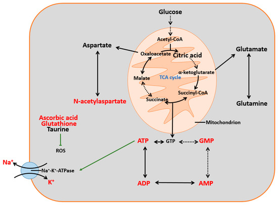 Effects of Dl-3-n-butylphthalide on Cerebral Ischemia Infarction in Rat ...
