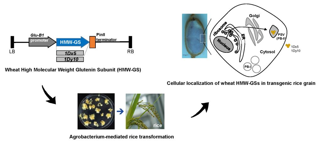 IJMS | Free Full-Text | Cellular Localization of Wheat High Molecular ...