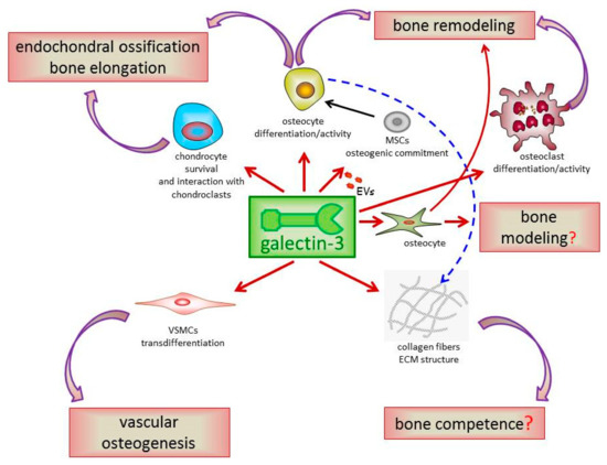 IJMS | Special Issue : Galectins in Cancer and Translational Medicine