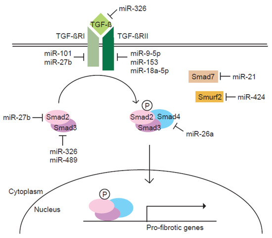 IJMS | Special Issue : TGF-beta Family in Fibrosis and Cancer