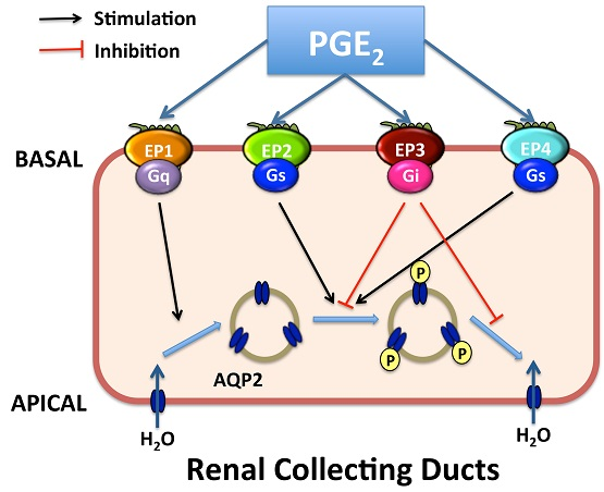 IJMS | Free Full-Text | Prostaglandin E2 in the Regulation of Water ...