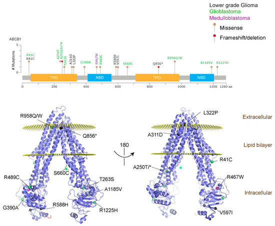 IJMS | Special Issue : Physiological and Pathological Roles of ABC ...