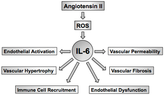 Cellular and Oxidative Mechanisms Associated with Interleukin-6 ...