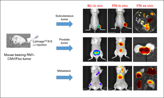 IJMS | Free Full-Text | In Vivo Imaging of Prostate Cancer Tumors and ...
