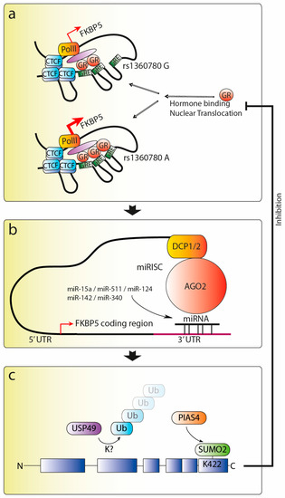 The FKBP51 Glucocorticoid Receptor Co-Chaperone: Regulation, Function ...