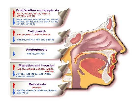 IJMS | Free Full-Text | A Looking-Glass of Non-Coding RNAs in Oral Cancer