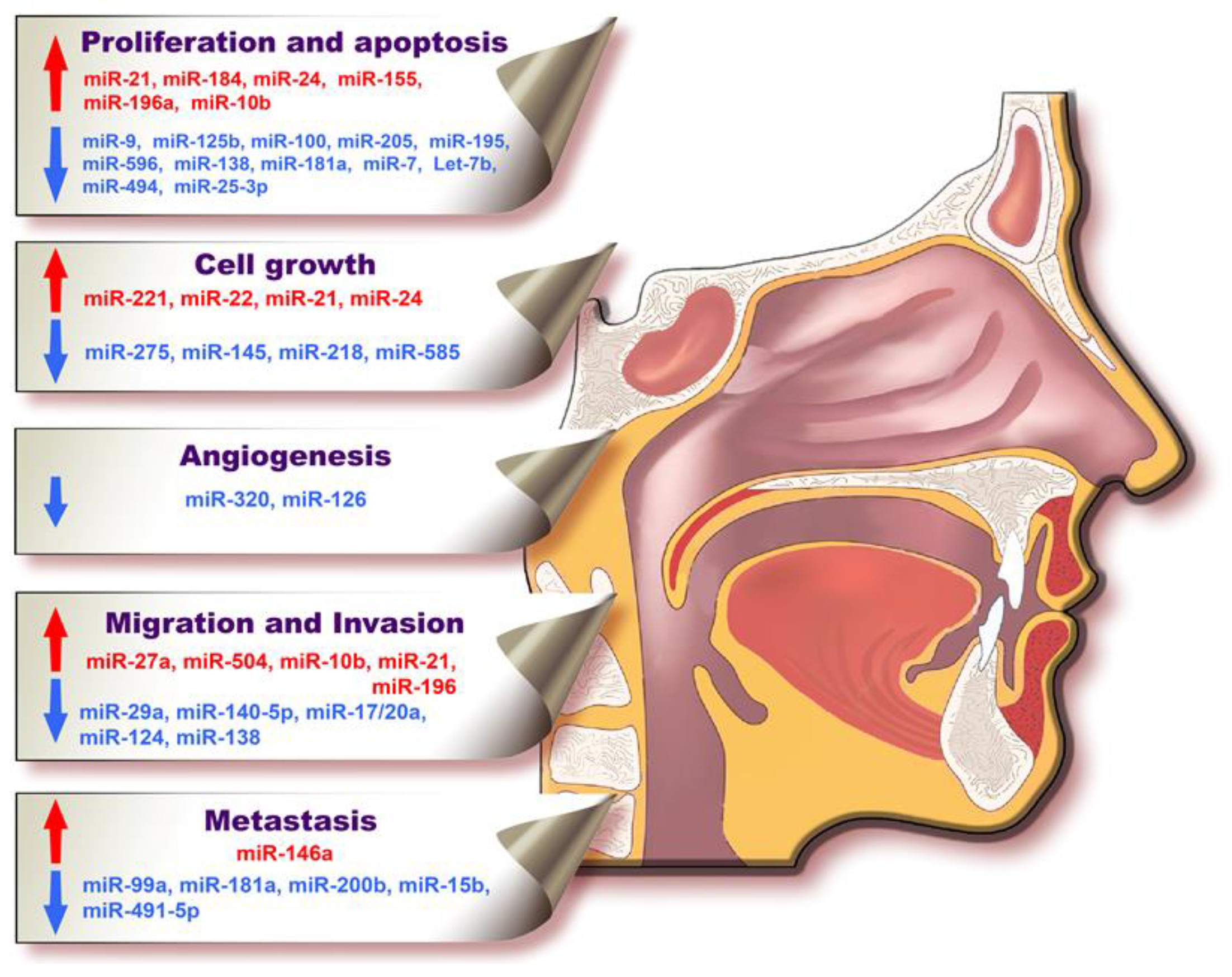 IJMS | Free Full-Text | A Looking-Glass of Non-Coding RNAs in Oral Cancer