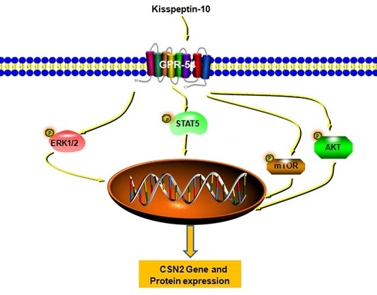 IJMS | Free Full-Text | Kisspeptin-10 Induces β-Casein Synthesis via ...