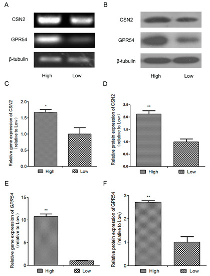 Kisspeptin-10 Induces β-Casein Synthesis via GPR54 and Its Downstream ...
