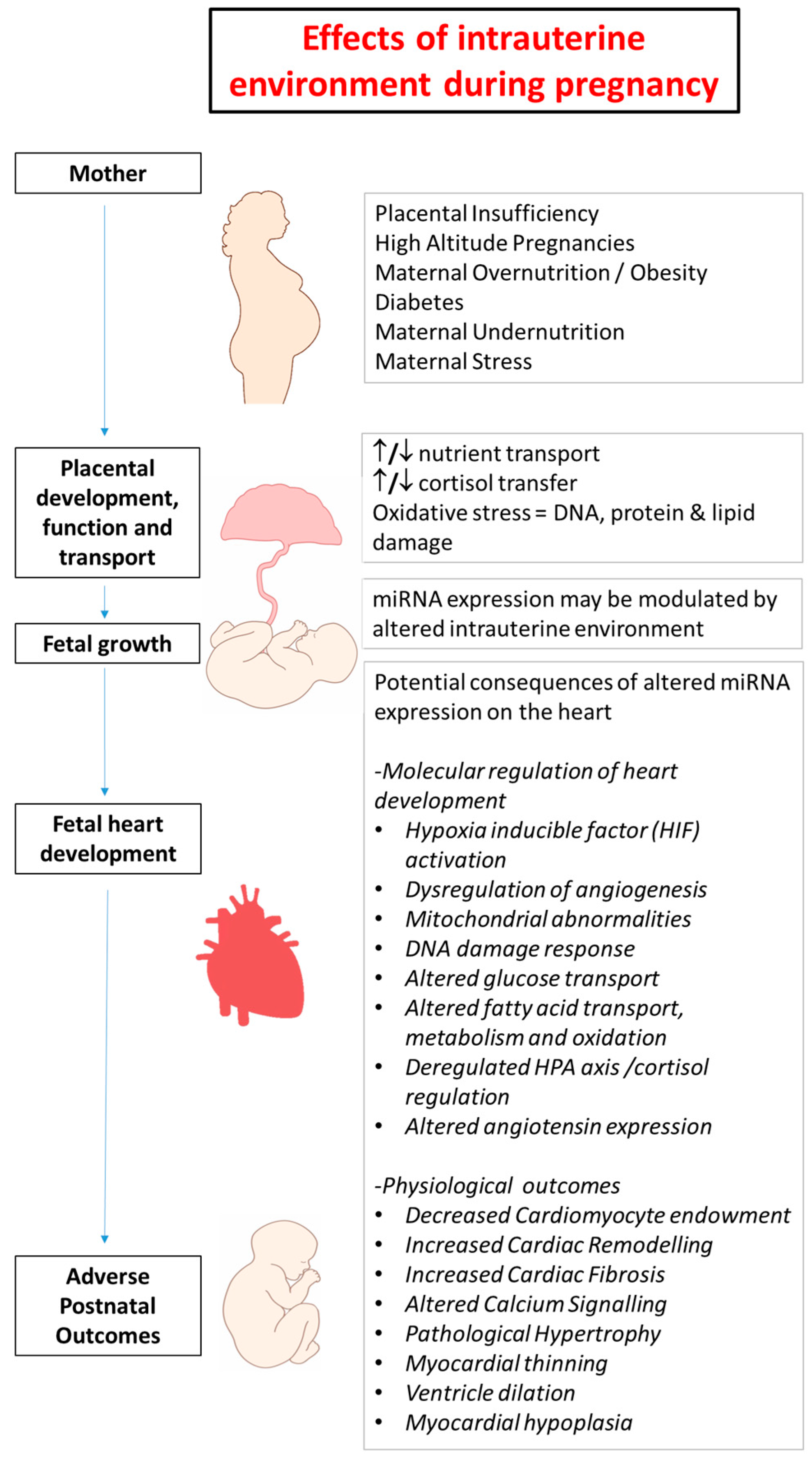 Ijms Free Full Text Adverse Intrauterine Environment And Cardiac