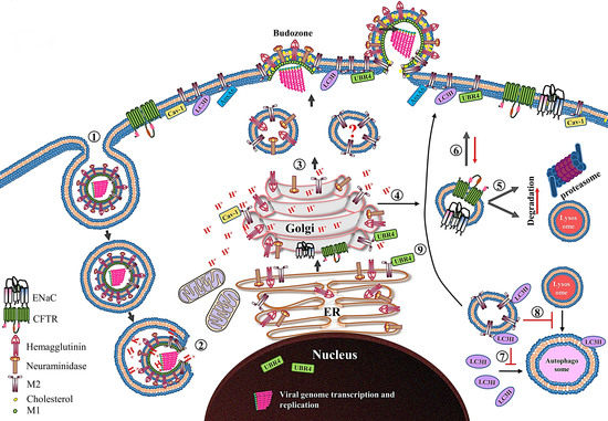 IJMS | Special Issue : Molecular Mechanisms of Host Range and ...
