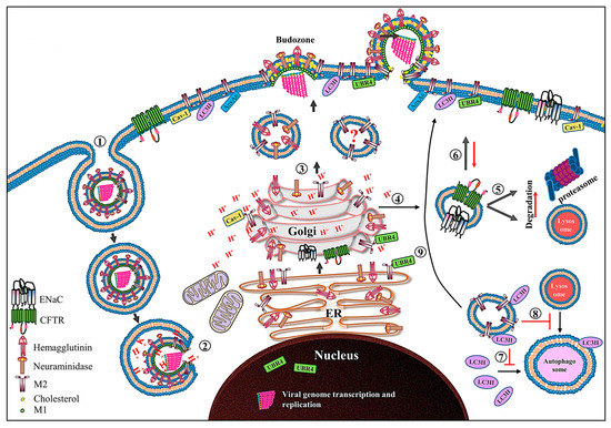 Influenza A Virus M2 Protein: Roles from Ingress to Egress