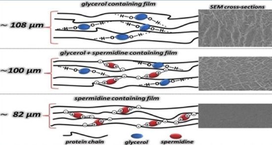 IJMS | Special Issue : Advanced Biomaterials for Food Edible Coatings IJMS | Special Issue : Advanced Biomaterials for Food Edible Coatings