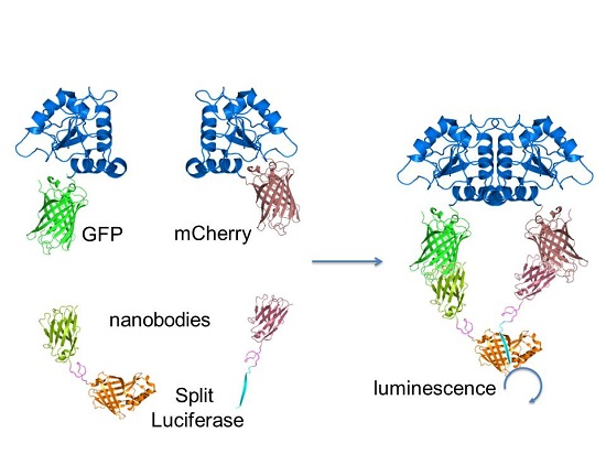 IJMS | Free Full-Text | A Split-Luciferase Reporter Recognizing GFP and mCherry Tags to ...