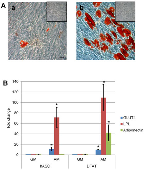 hASC and DFAT, Multipotent Stem Cells for Regenerative Medicine: A ...