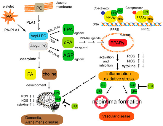 Lysophospholipid-Related Diseases and PPARγ Signaling Pathway
