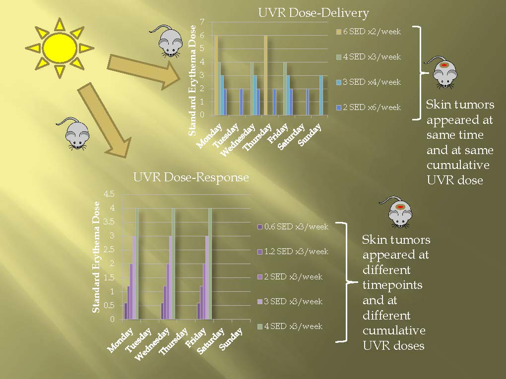 IJMS | Free Full-Text | Impact of UVR Exposure Pattern on Squamous Cell ...