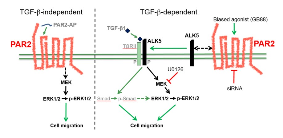 IJMS | Free Full-Text | The Role of PAR2 in TGF-β1-Induced ERK ...