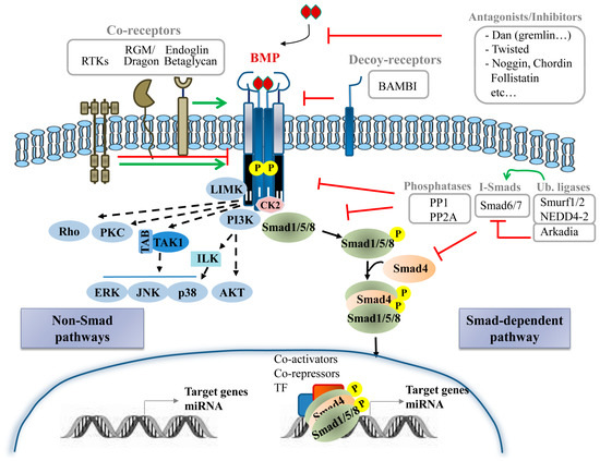 IJMS | Special Issue : TGF-beta Family in Fibrosis and Cancer