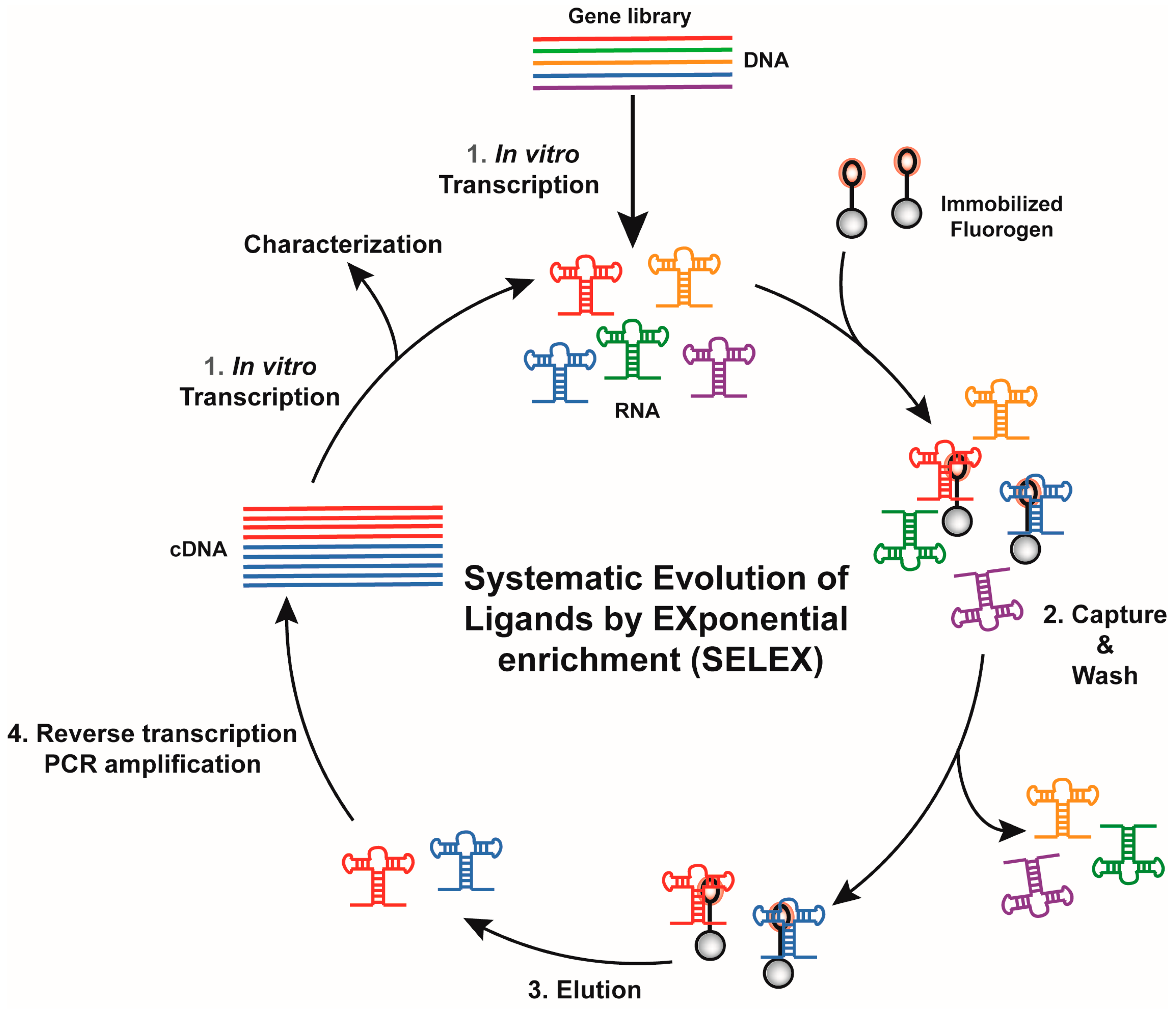 Light-Up RNA Aptamers and Their Cognate Fluorogens: From Their ...