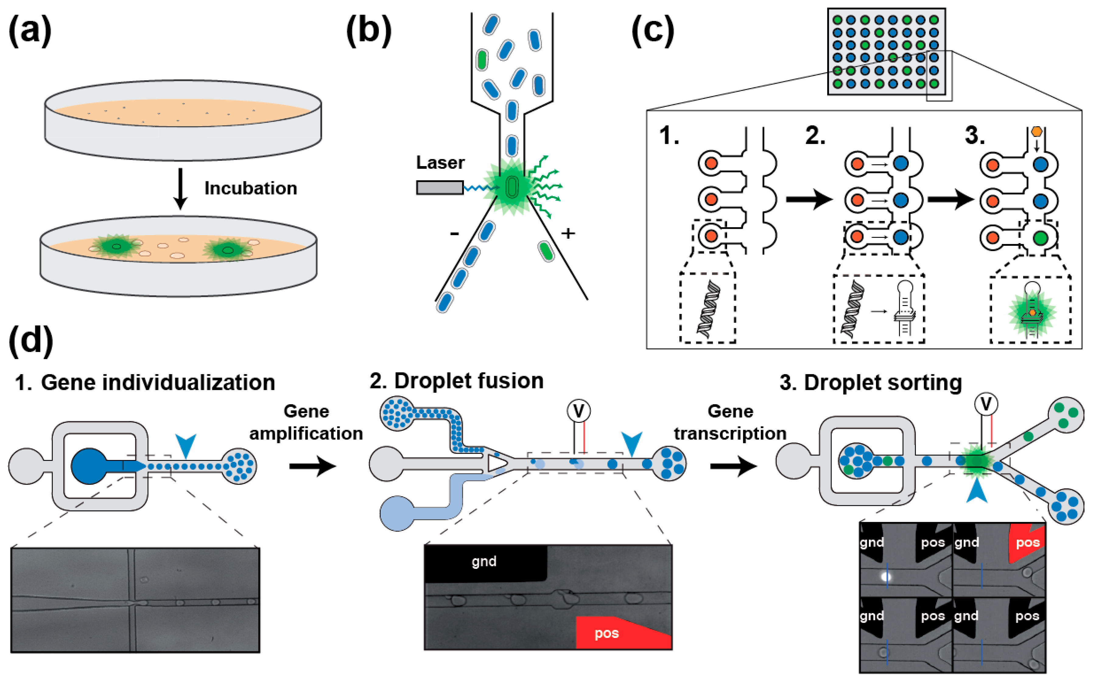 Light-Up RNA Aptamers and Their Cognate Fluorogens: From Their Development to Their Applications