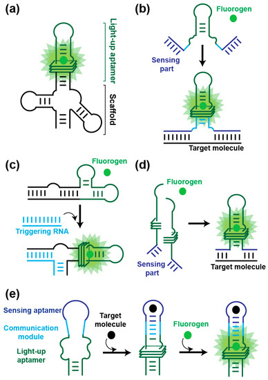 Light-Up RNA Aptamers and Their Cognate Fluorogens: From Their Development to Their Applications