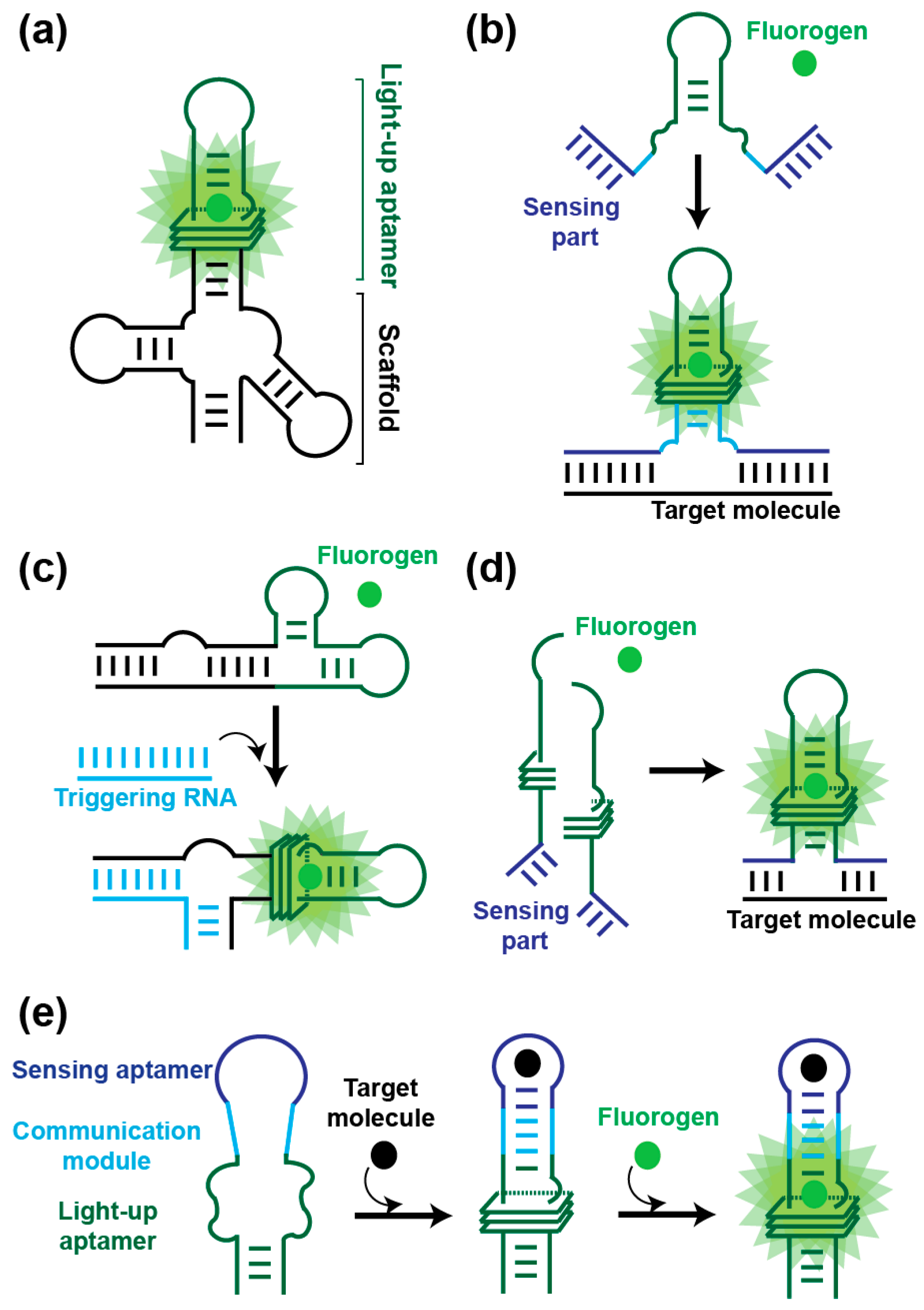 Light-Up RNA Aptamers and Their Cognate Fluorogens: From Their ...