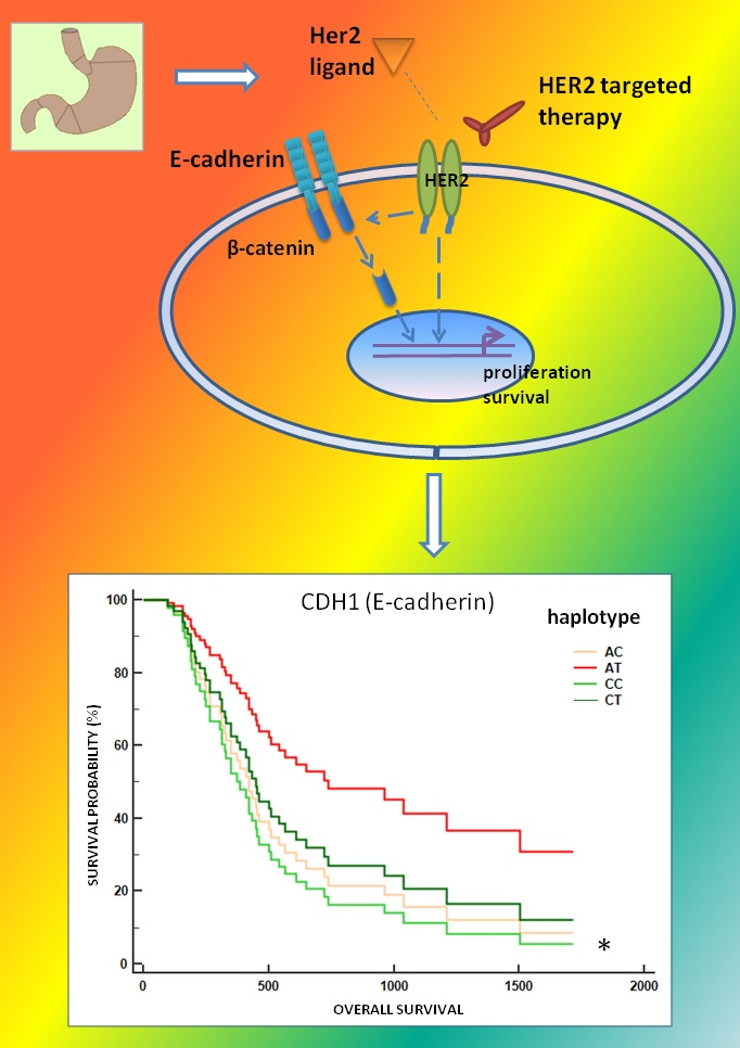 IJMS | Free Full-Text | Characterizing Metastatic HER2-Positive Gastric Cancer at the CDH1 Haplotype