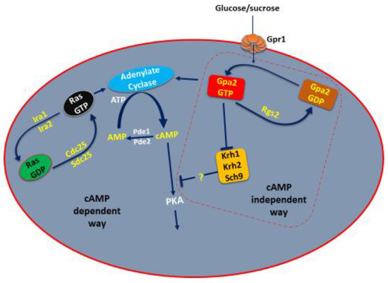 Carbon Catabolite Repression in Filamentous Fungi