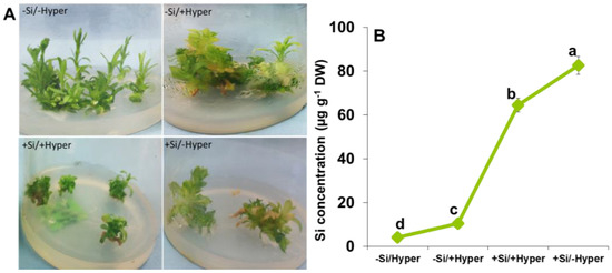 Proteomic Analysis Reveals the Dynamic Role of Silicon in Alleviation ...