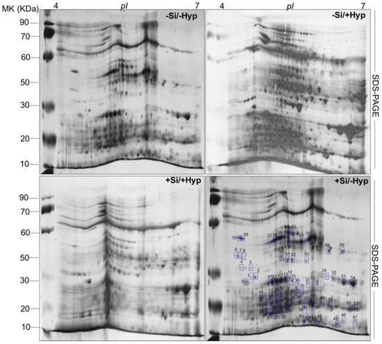 Proteomic Analysis Reveals the Dynamic Role of Silicon in Alleviation ...