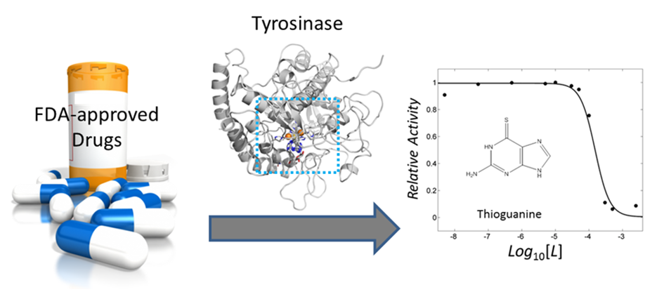 IJMS | Free Full-Text | Thiopurine Drugs Repositioned as Tyrosinase ...
