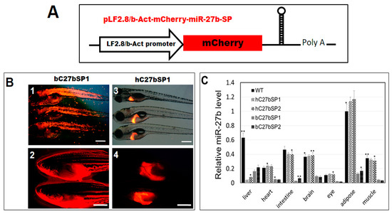MicroRNA-27b Depletion Enhances Endotrophic and Intravascular Lipid ...