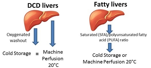 IJMS | Free Full-Text | Liver Graft Susceptibility during Static Cold ...