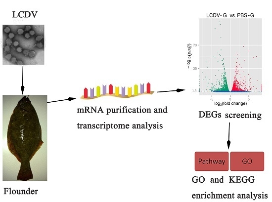 IJMS | Free Full-Text | Transcriptome Analysis of Flounder ...